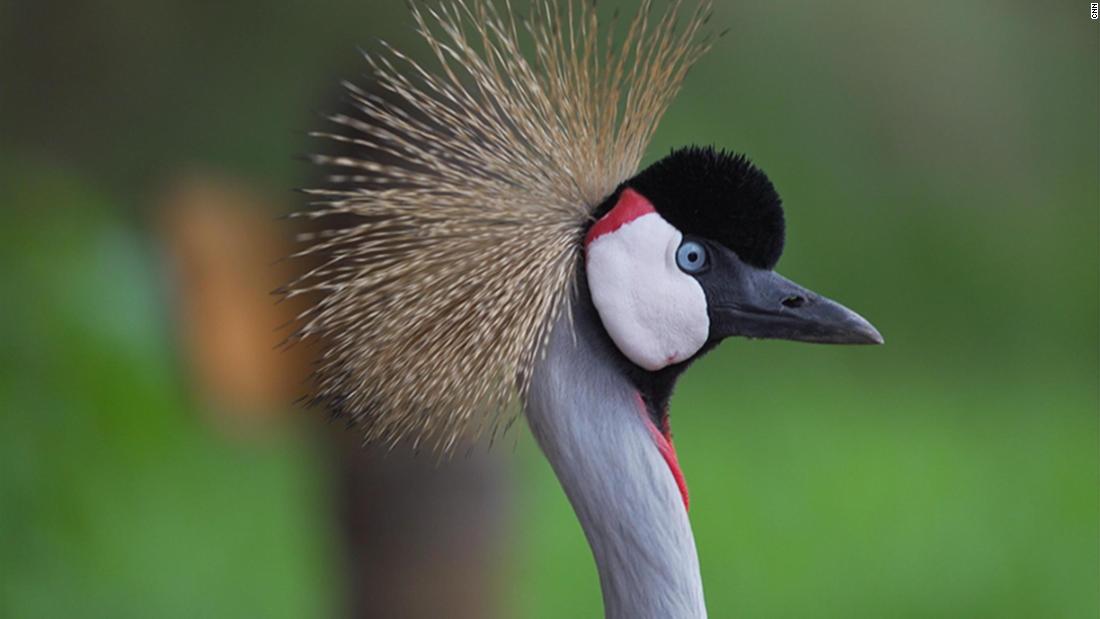 Earth Day 2021: See the conservation projects working to Restore Our ...
